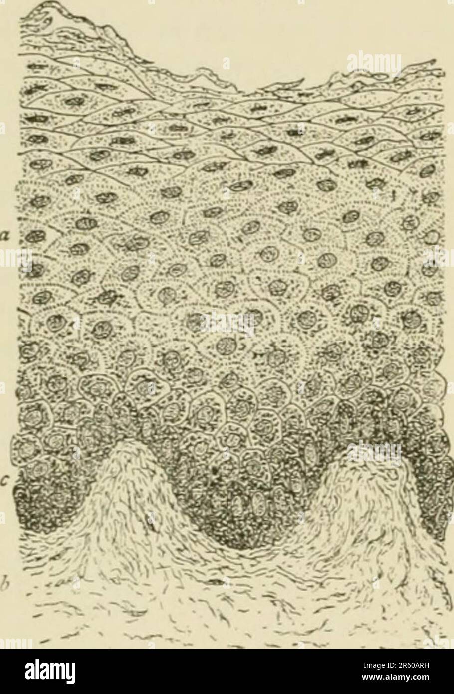 "Text-book of normal histology: including an account of the development ...