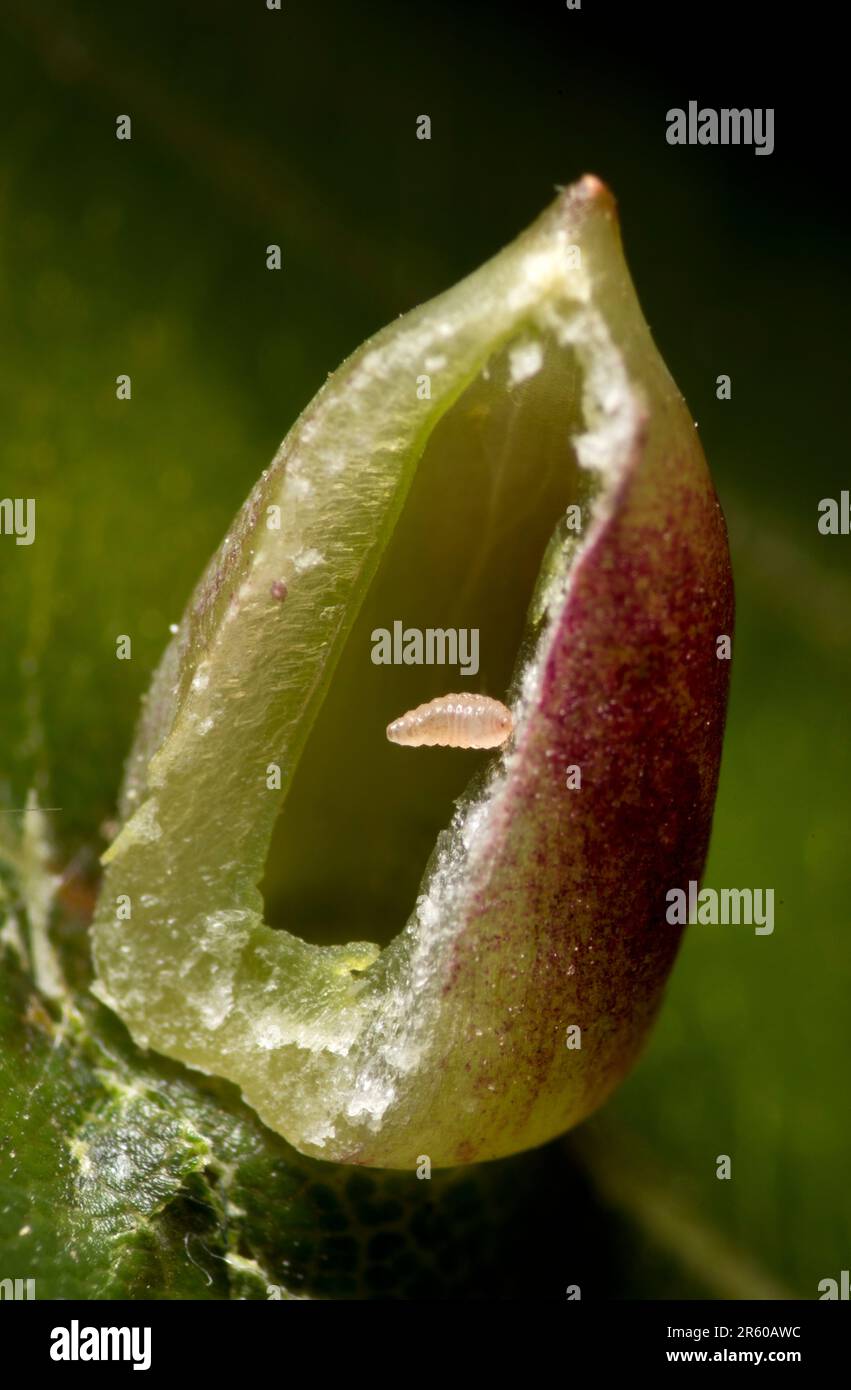 Mikiola fagi, Beech midge larva inside a cut open gall on Beech Stock ...