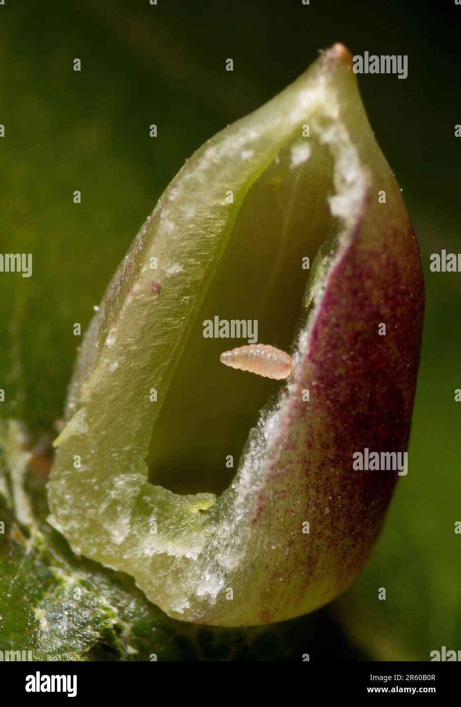 Mikiola fagi, Beech midge larva inside a cut open gall on Beech Stock ...
