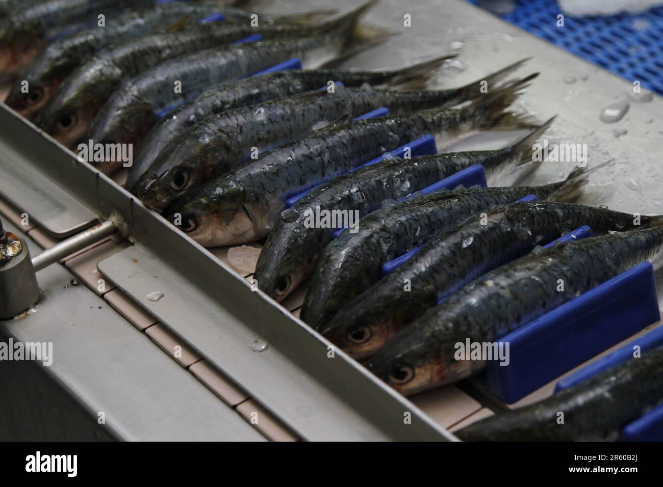 Moroccan Sardines Preparing for Canning in Dakhla Factory Stock Photo ...