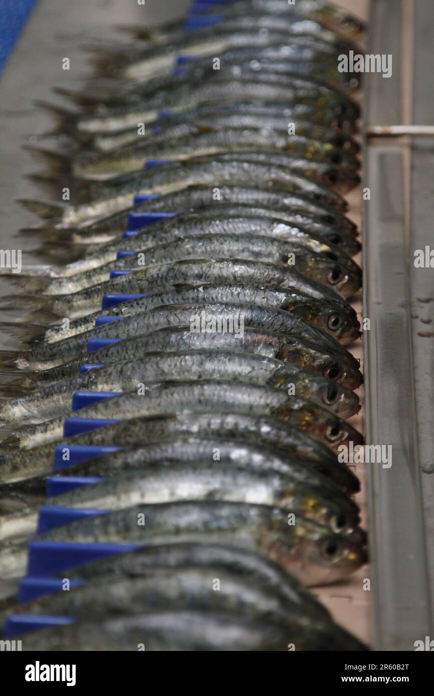 Southern Moroccan Seafood: Sardine Processing in Dakhla Stock Photo - Alamy