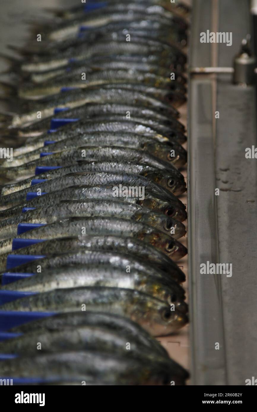 Production Line at a Sardine Canning Factory in Dakhla, Morocco Stock ...