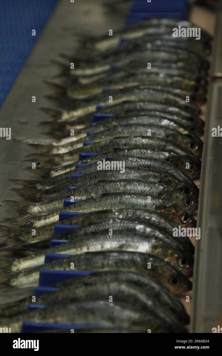 Inside a Moroccan Sardine Canning Factory in Dakhla Stock Photo - Alamy