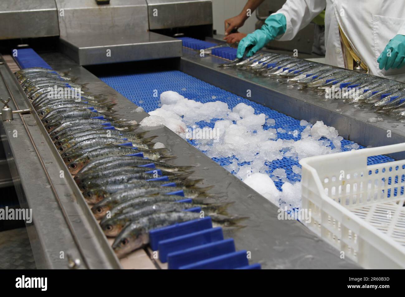 Fish industry conveyor hi-res stock photography and images - Alamy
