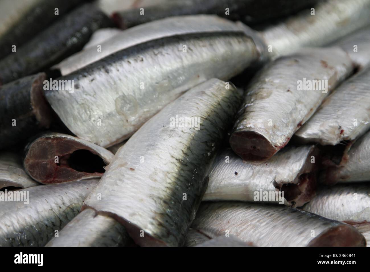Pre-Canning Sardine Preparation Stock Photo - Alamy