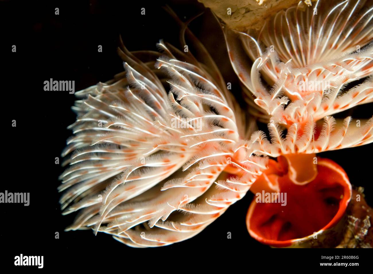 Magnificent Tube Worm, Protula magnifica, night dive, Gili Lawa Darat ...