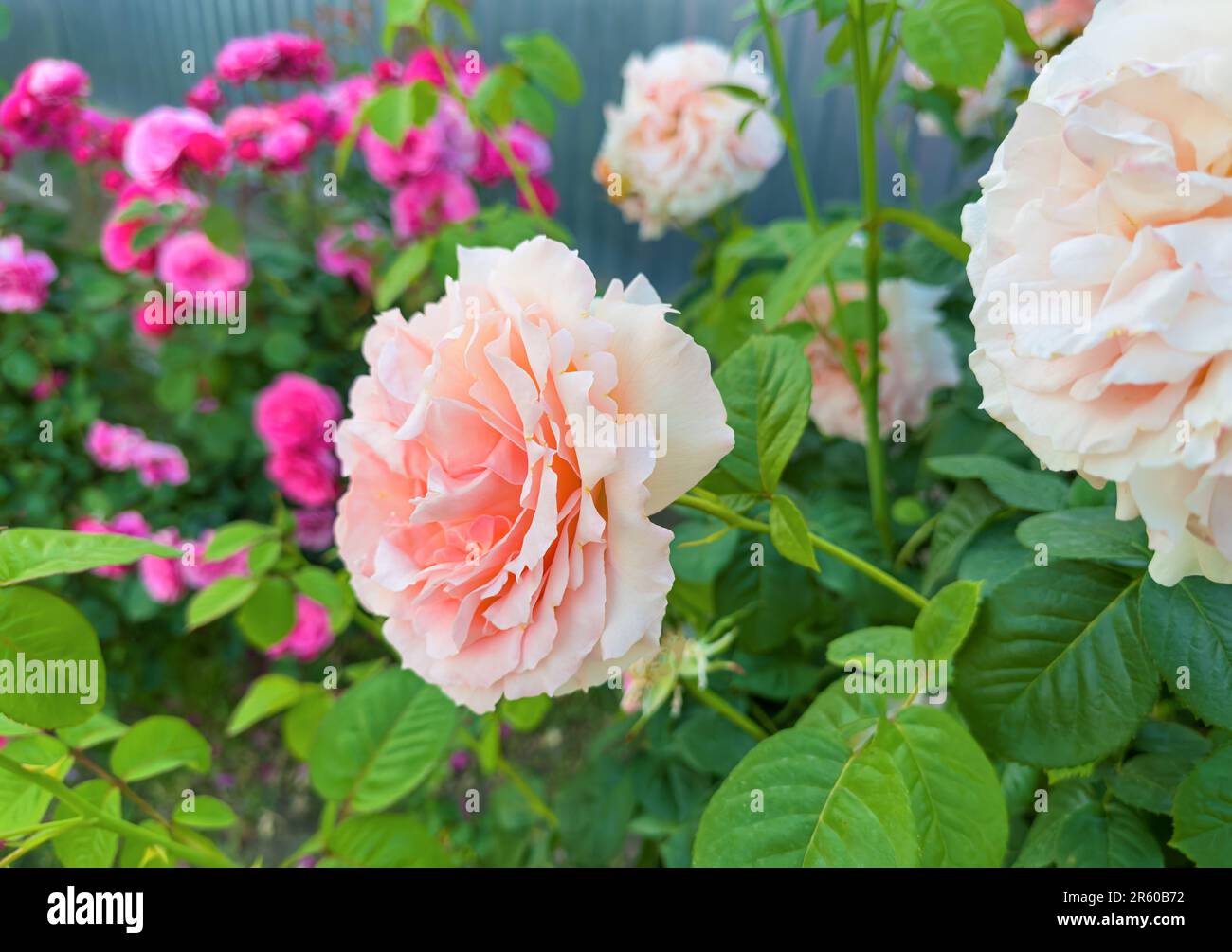 Large beautiful lush rose flowers Stock Photo - Alamy