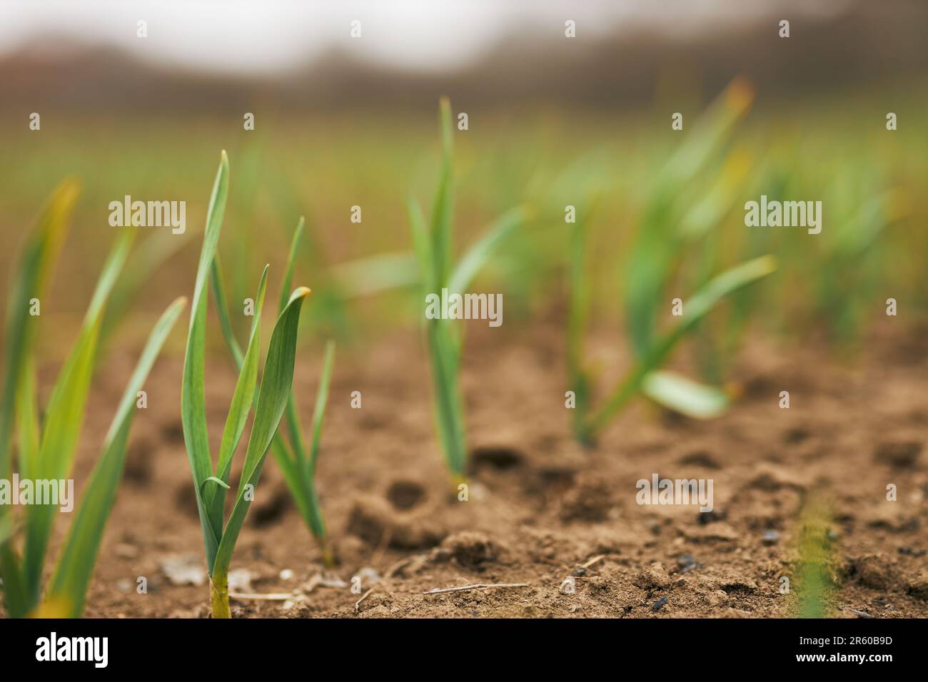 Green sprout in flower bed hi-res stock photography and images - Alamy