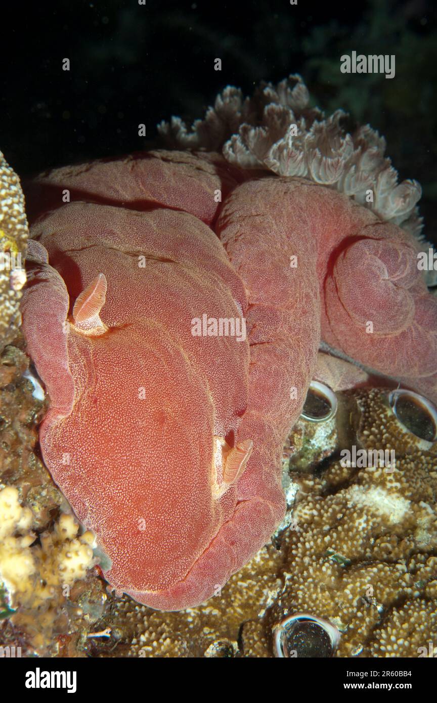 Spanish Dancer, Hexabranchus sanguineus, Night dive, Gili Lawa Darat ...