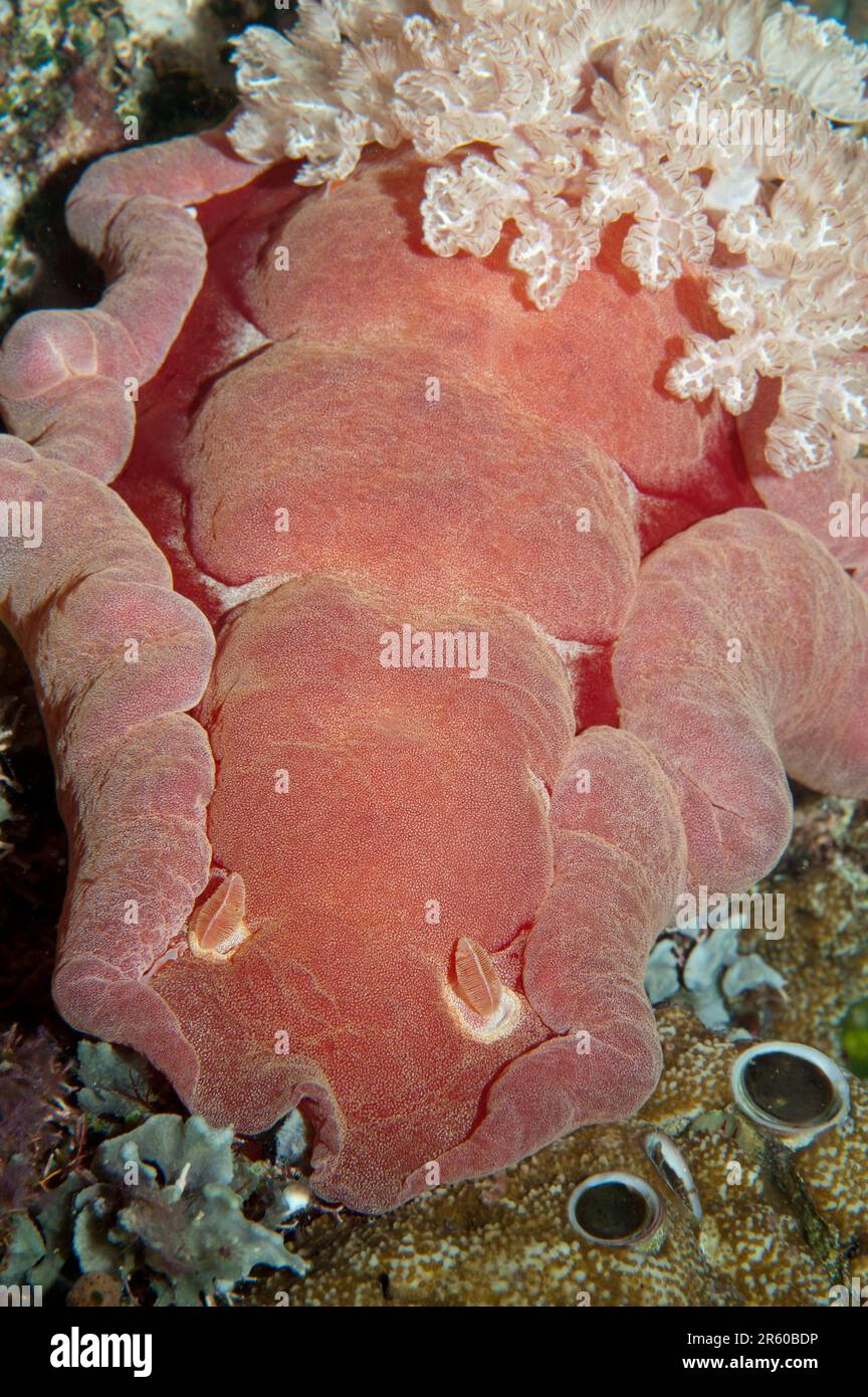 Spanish Dancer, Hexabranchus sanguineus, Night dive, Gili Lawa Darat ...