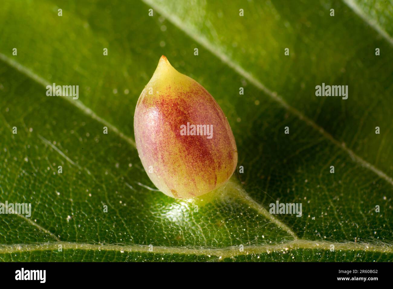 Gall midge hi-res stock photography and images - Alamy