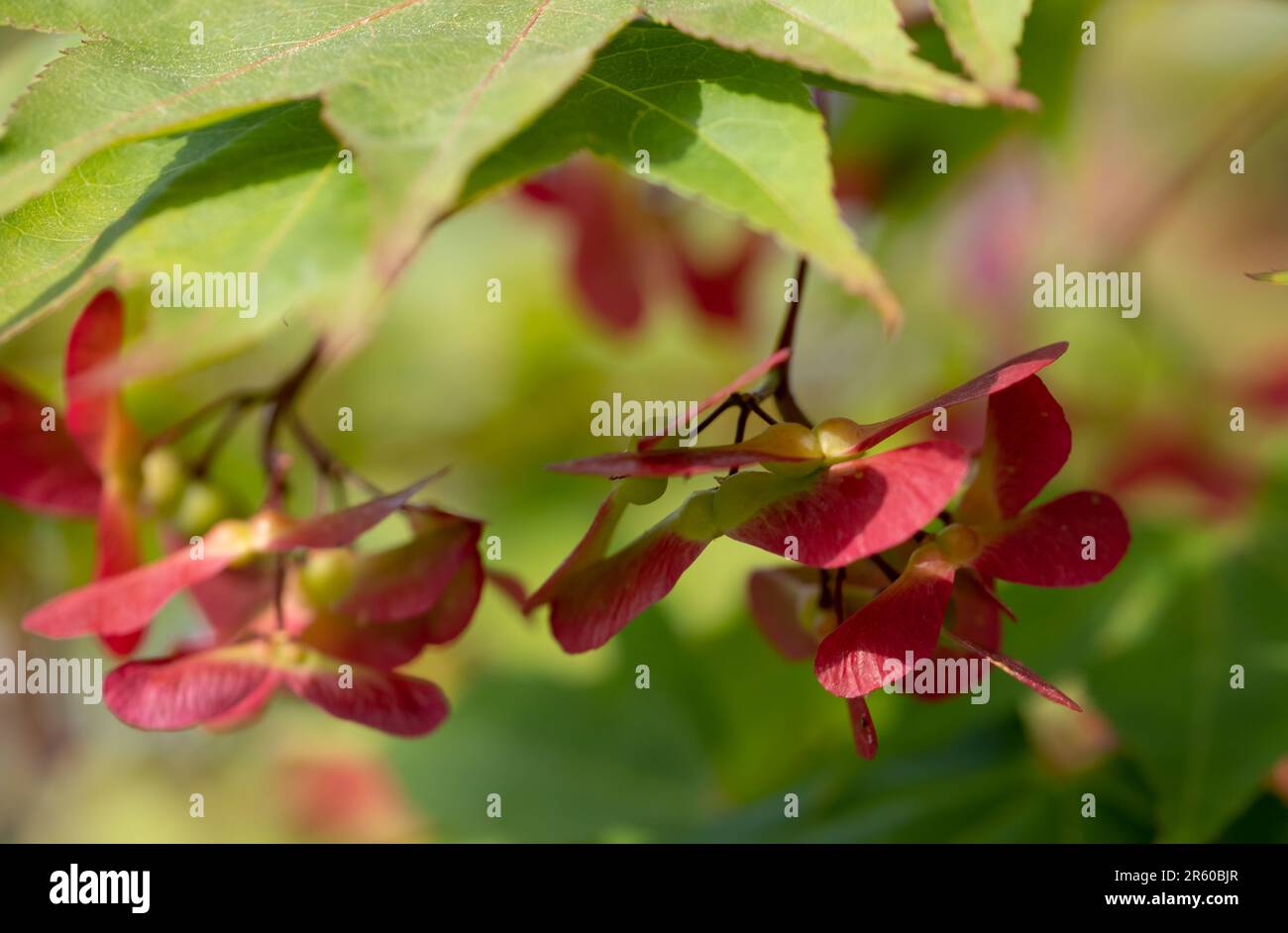 Close up detail of the winged seed pods of the Ornamental Acer Palmatum ...
