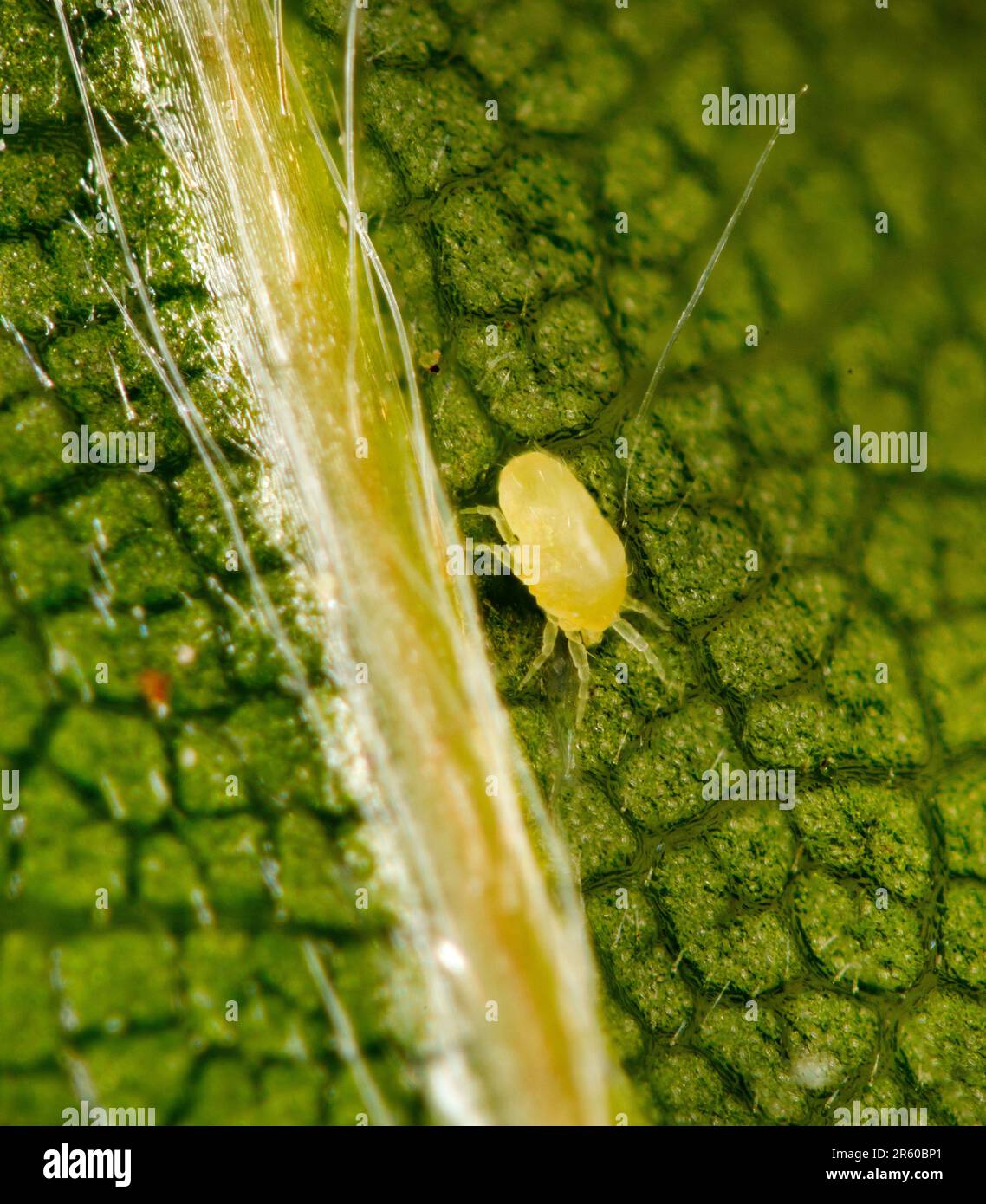 Blister mites hi-res stock photography and images - Alamy