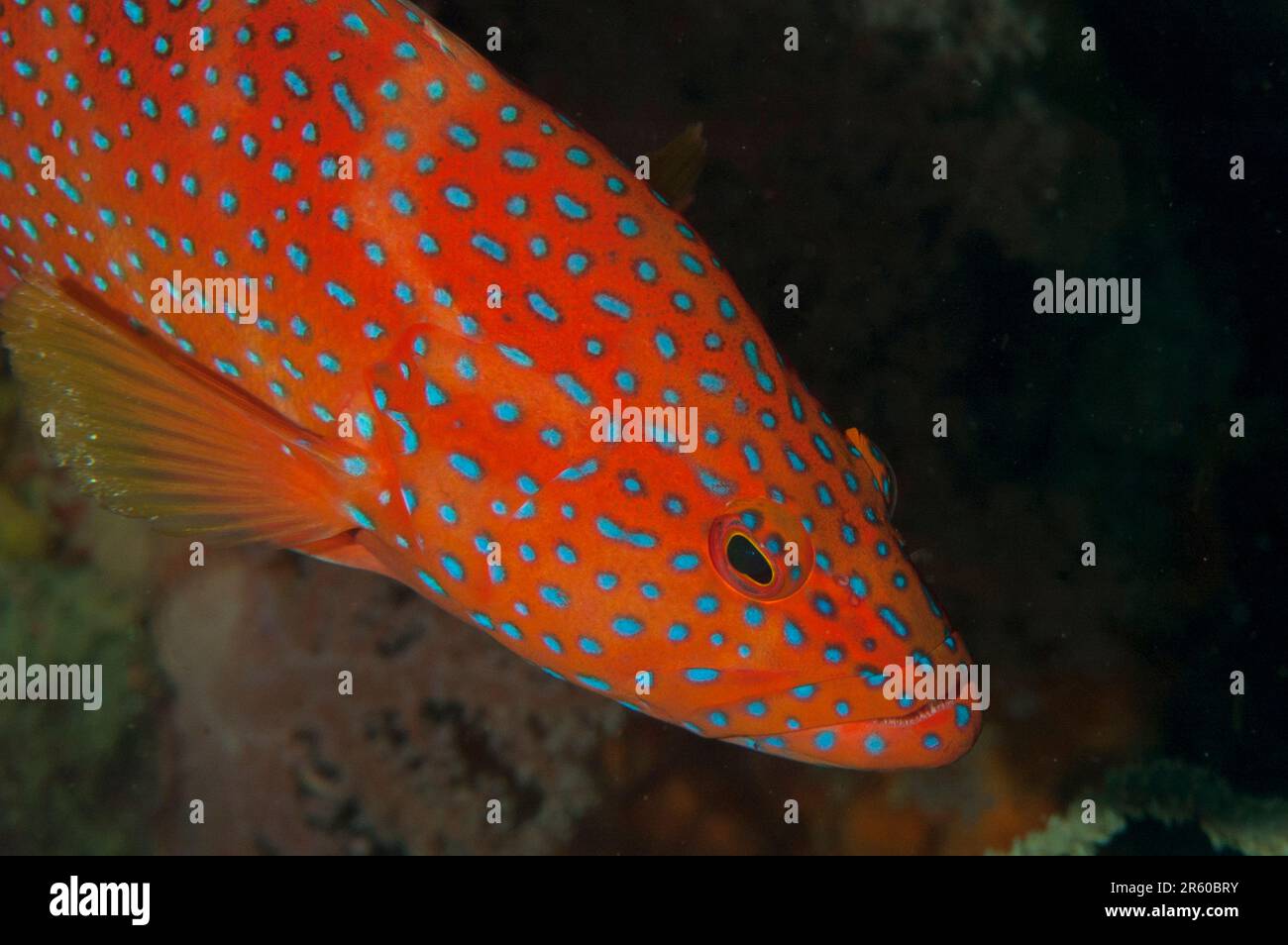 Red Coral Grouper, Cephalopholis miniata, 3 Sisters dive site, Padar ...