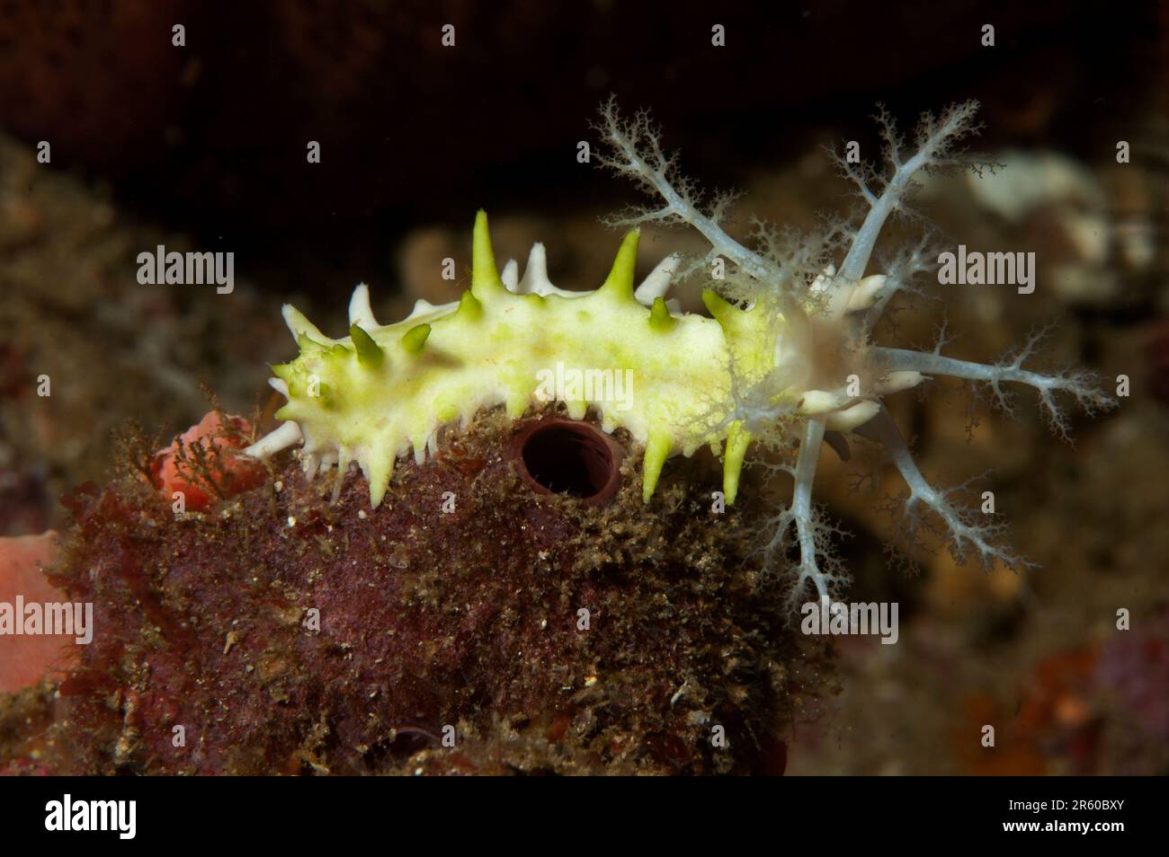 Yellow Sea Cucumber, Colochirus robustus, with feeding tentacles ...