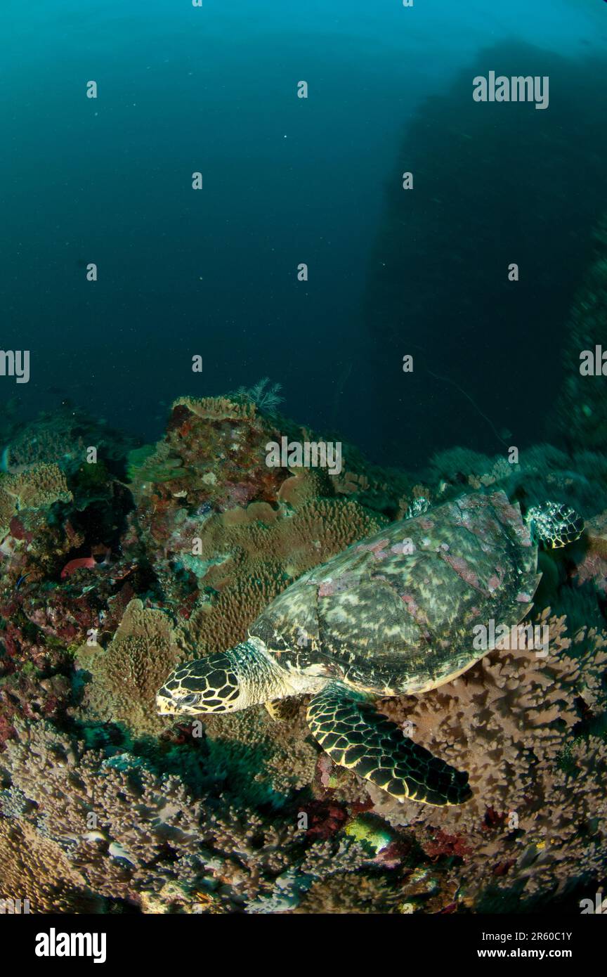 Hawksbill Turtle, Eretmochelys imbricata, classified as Critically ...