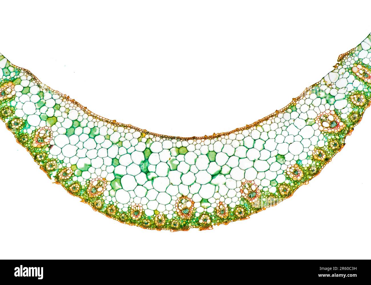 Sugarcane leaf hi-res stock photography and images - Alamy