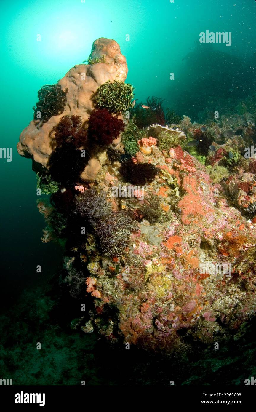 Crinoids, Comatulida Order, on reef, Yellow Wall of Texas dive site ...