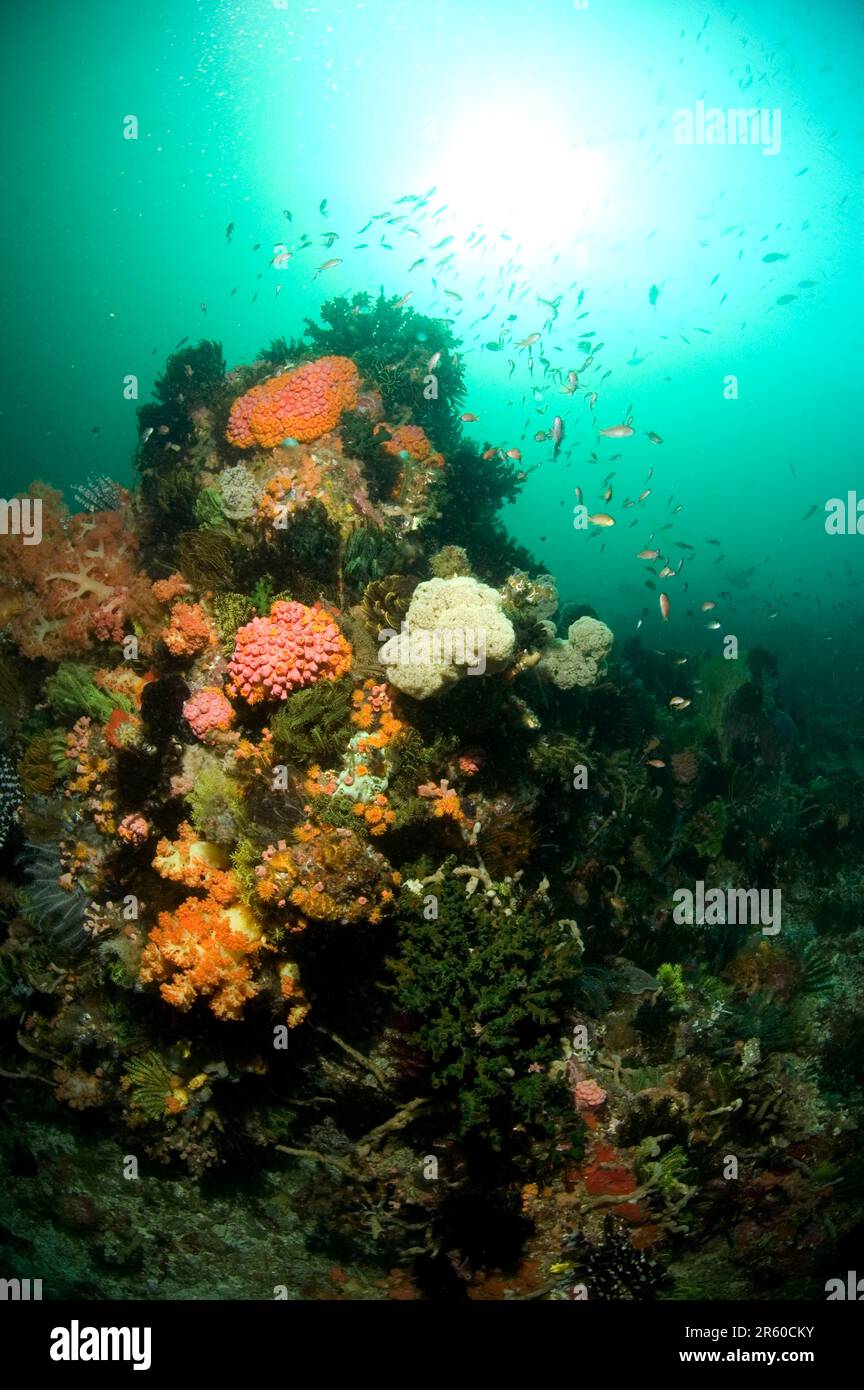 Orange Sun Coral Polyps, Tubastraea faulkneri, and small fish, Yellow ...
