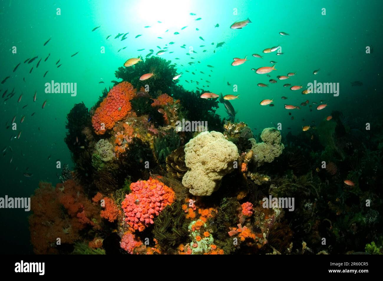 Orange Sun Coral Polyps, Tubastraea faulkneri, and Anthias ...