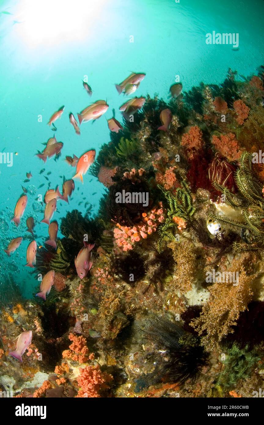 Scalefin Anthias, Pseudanthias squamipinnis, with Crinoids, Comatulida ...