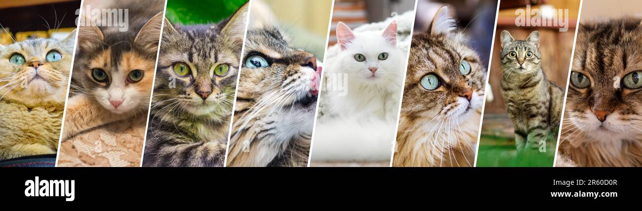 Cats banner. Collage with banners for website header design Stock Photo ...