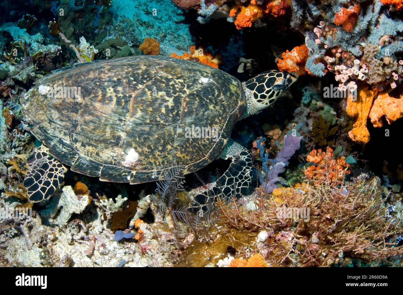 Hawksbill Turtle, Eretmochelys imbricata, classified as Critically ...