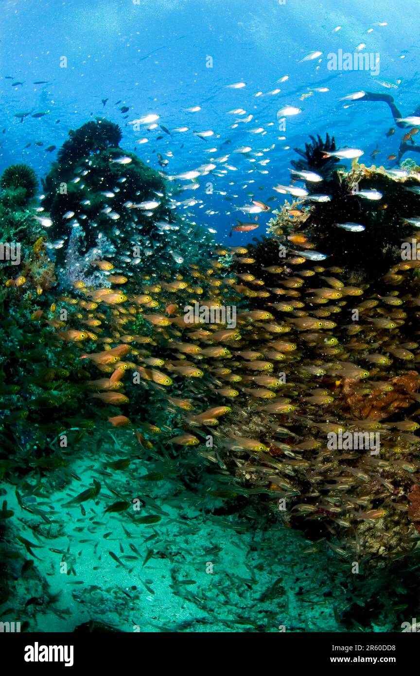 Golden sweepers, Parapriacanthus sp, Golden Passage dive site, Gili ...