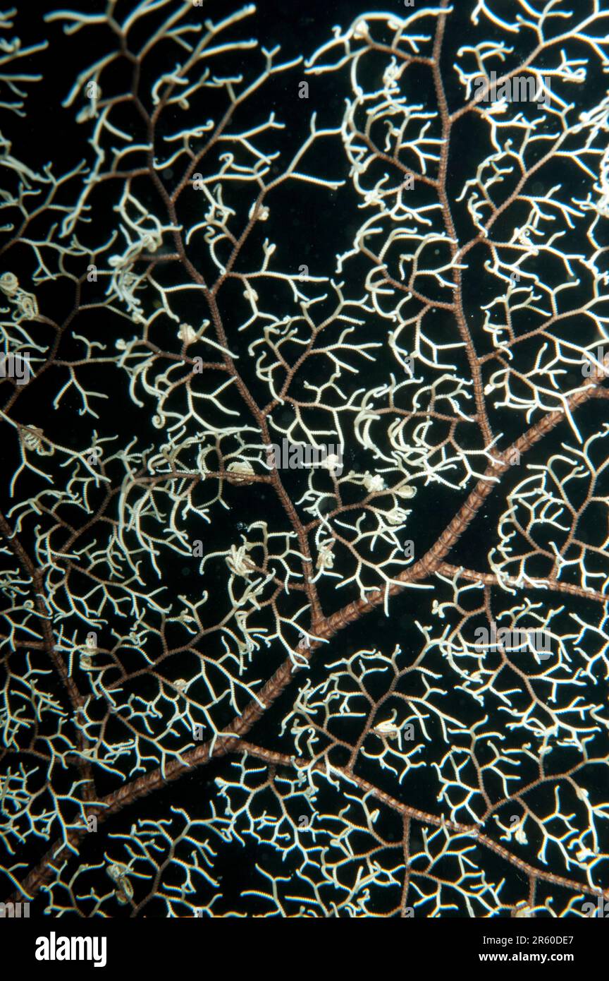 Basket Star, Astroboa nuda, night dive, Gili Lawa Darat dive site ...