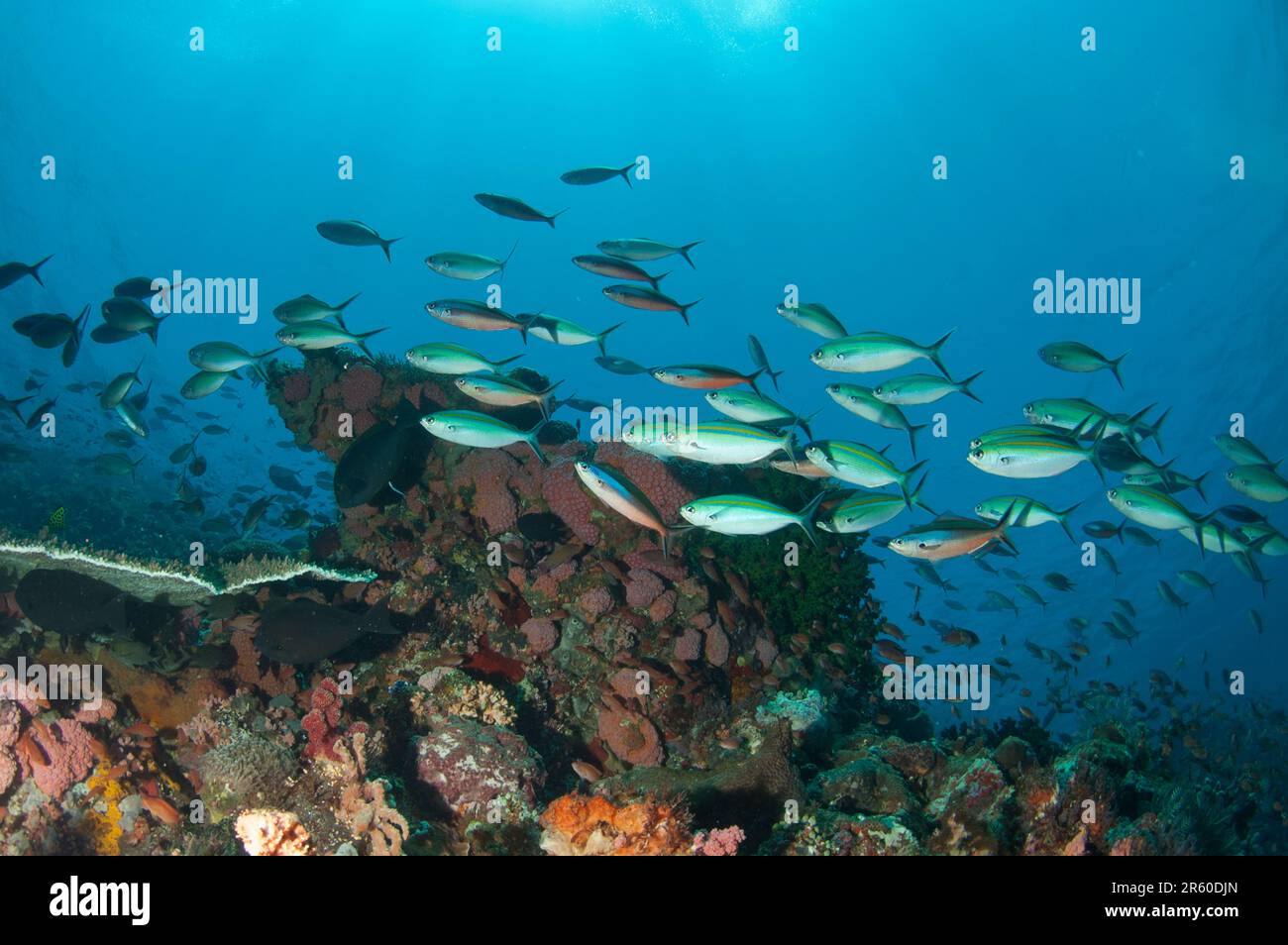 School of Scissortail Fusiliers, Caesio caerulaurea, Batu Bolong dive ...