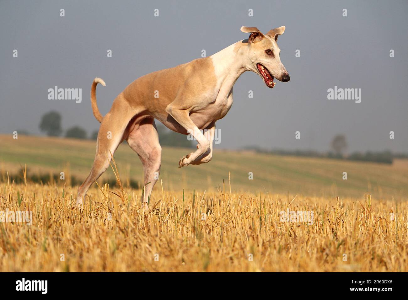 Mouth whippet hi-res stock photography and images - Alamy