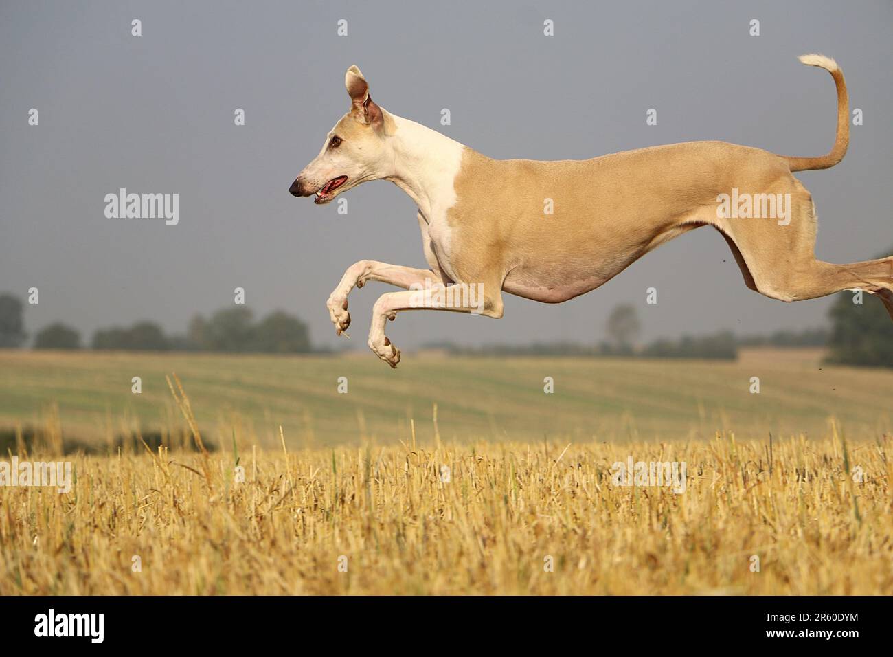 Gamboling hi-res stock photography and images - Alamy