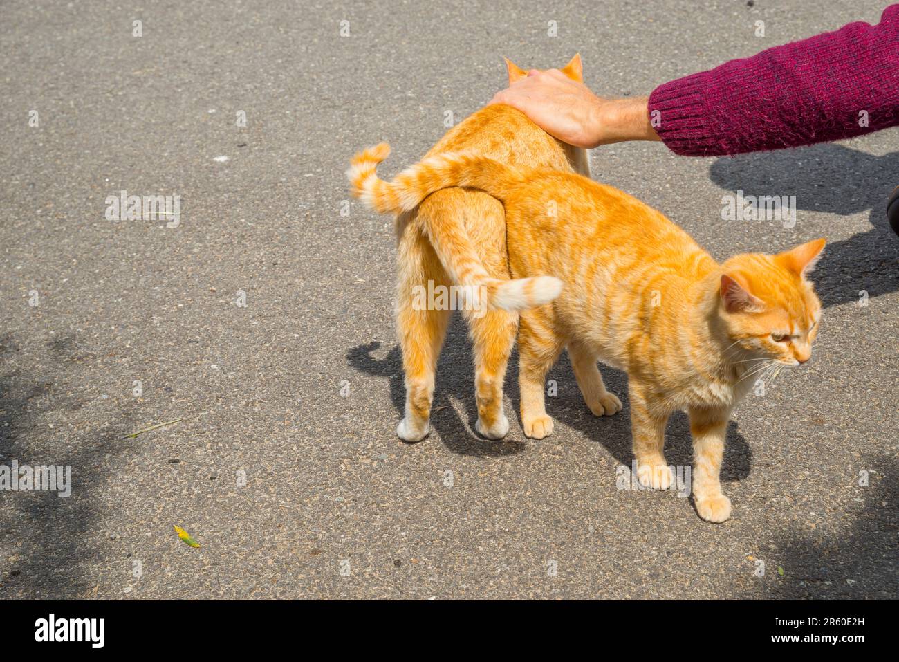 Los gatos cats hi-res stock photography and images - Alamy