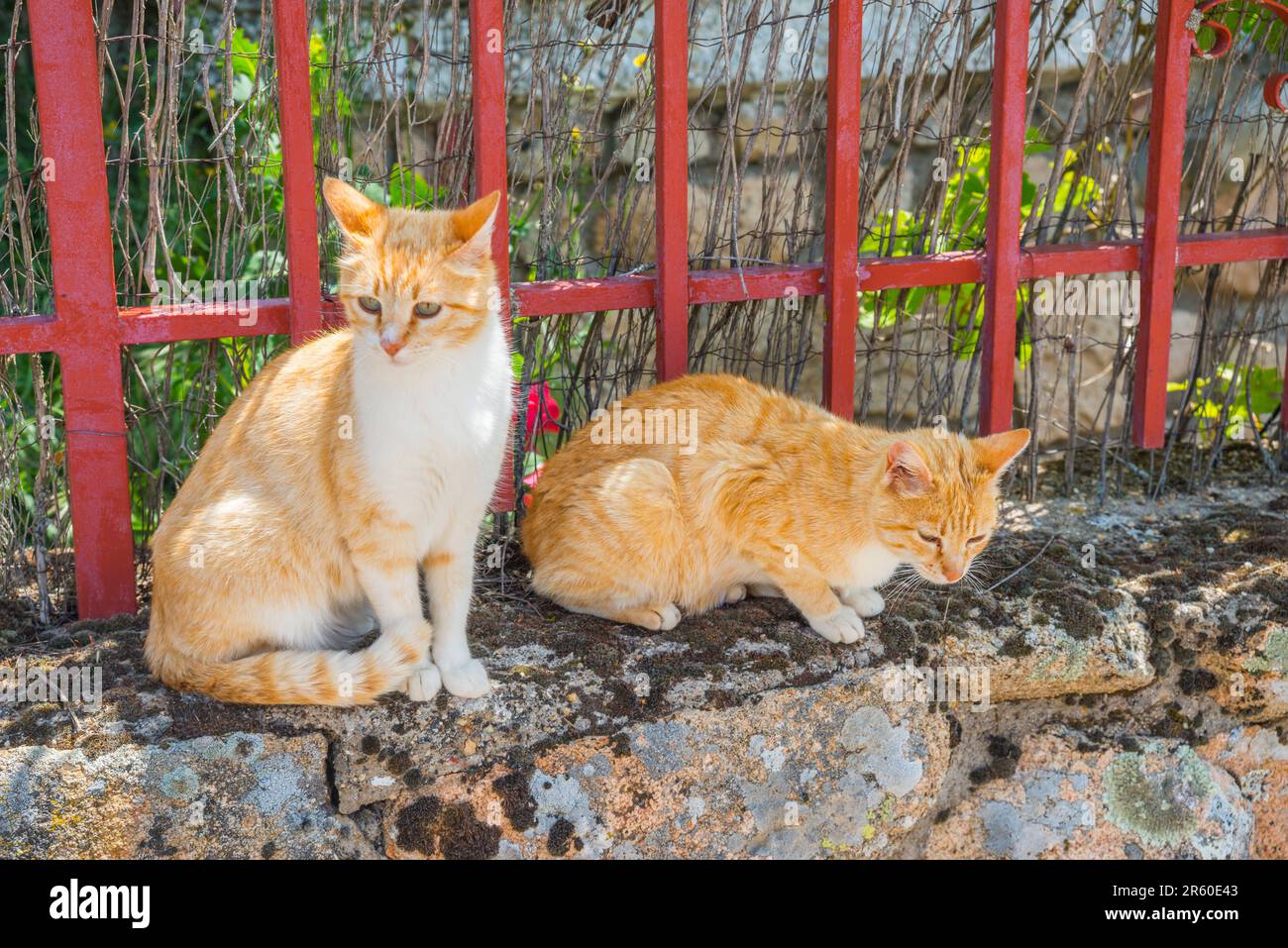 Two stray cats Stock Photo - Alamy