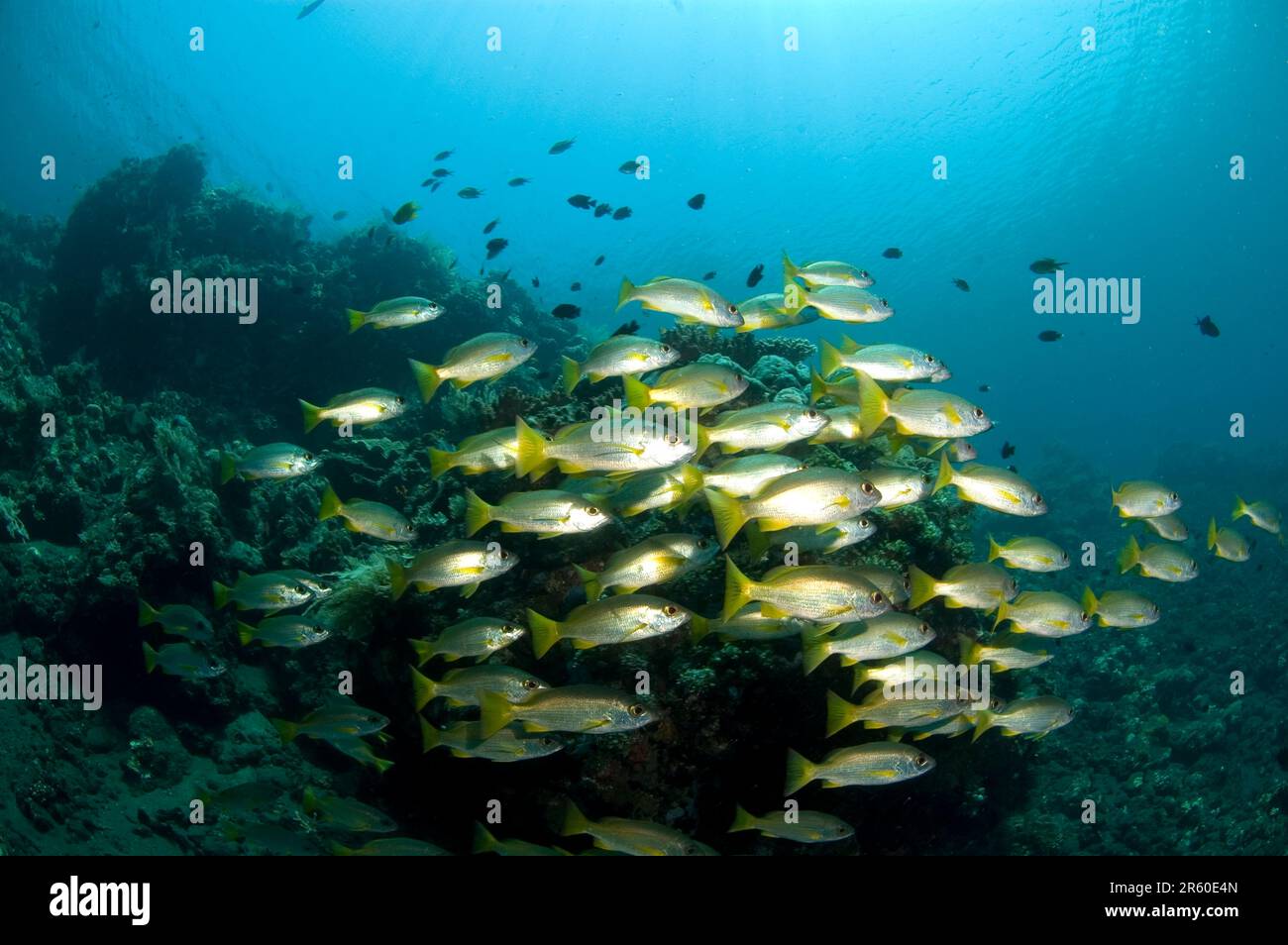 Indian Snapper, Lutjanus madras, school, Tulamben, Karangasem, Bali ...