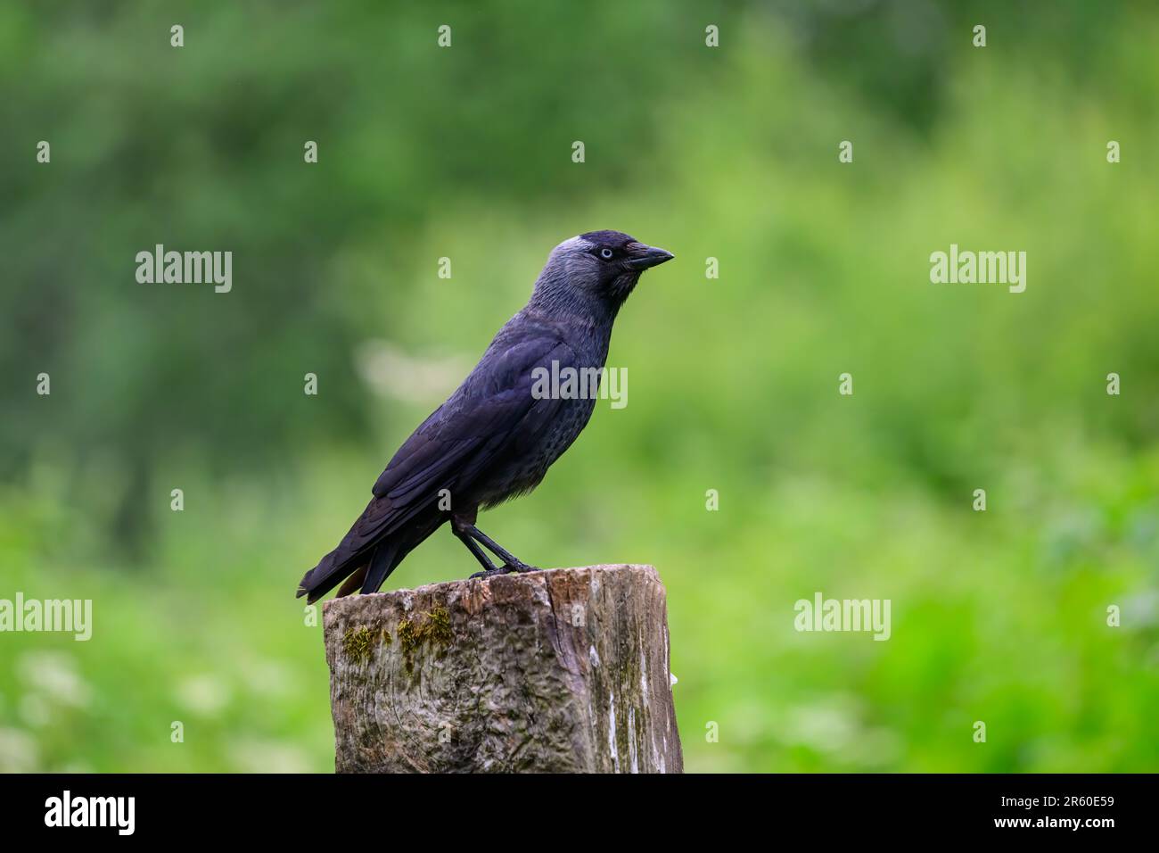 Jackdaw on gate hi-res stock photography and images - Alamy