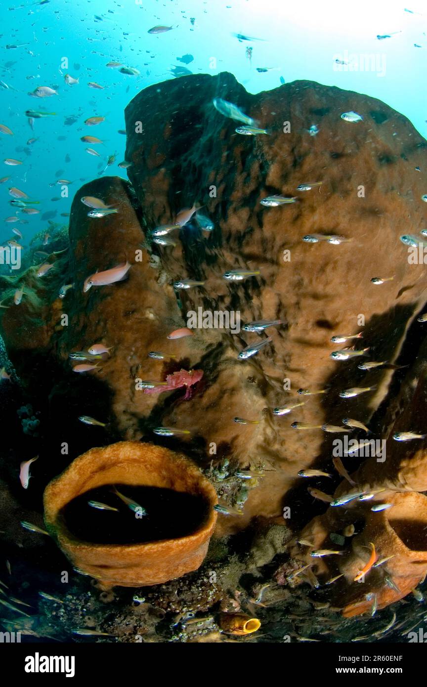 Leaf Scorpionfish, Taenianotus triacanthus, with Cardinalfish ...