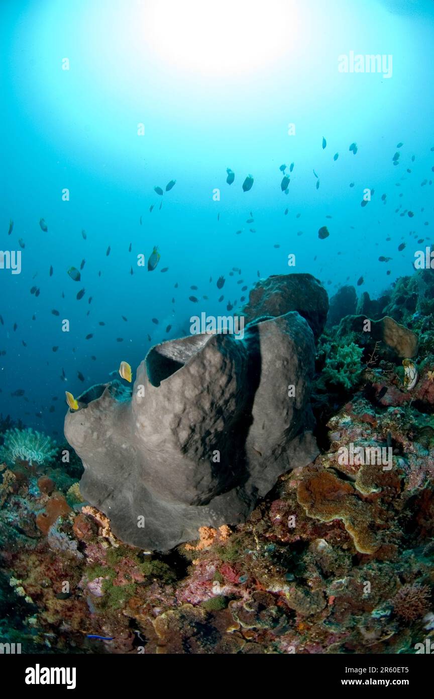 Sponge, Porifera Phylum, on reef with small fish sun, Malcolm dive site ...
