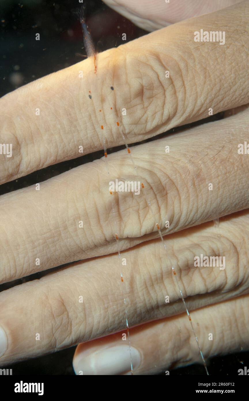 Larvael stage Shrimp, Caridea Infraorder, with extremely long antennae ...