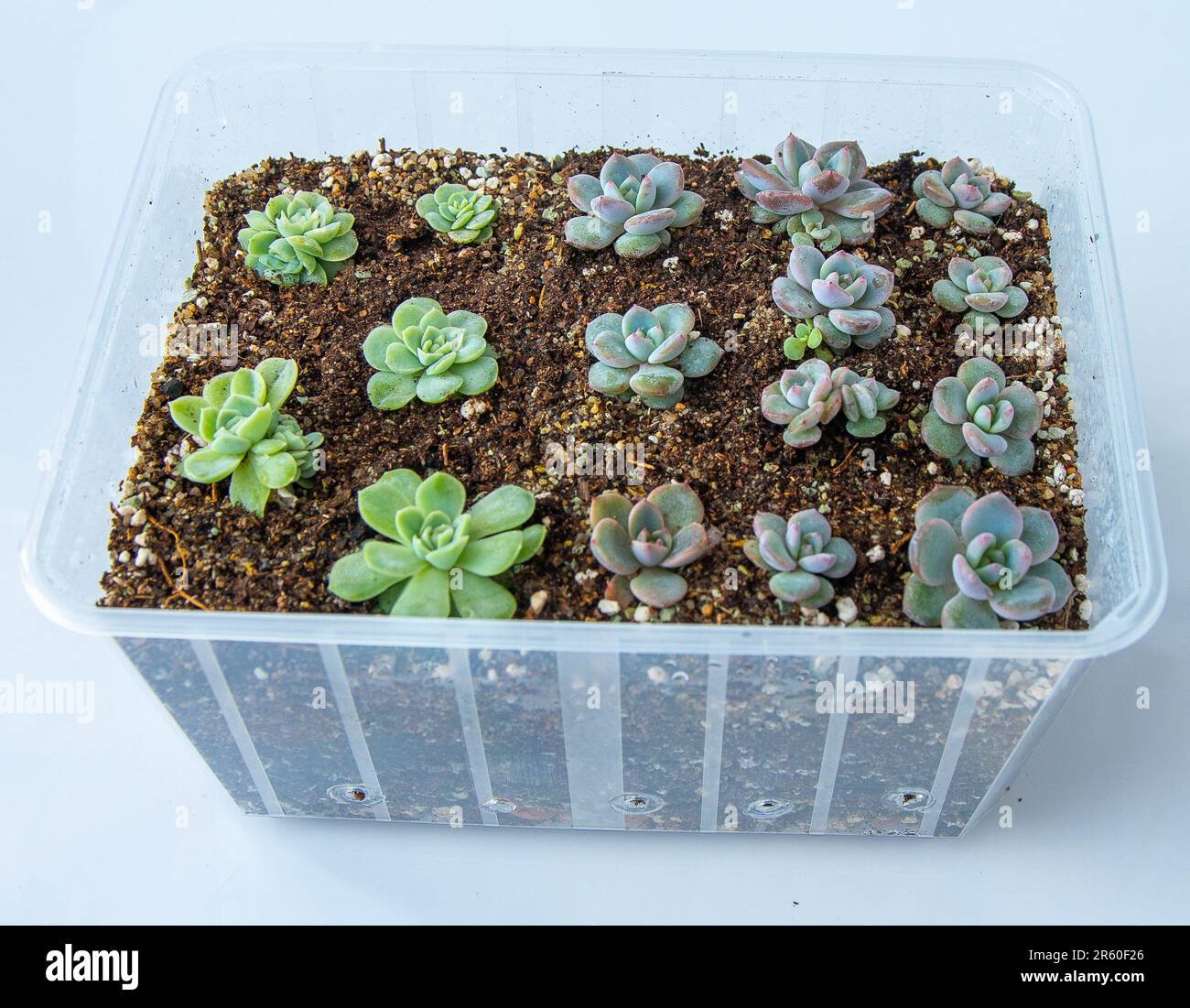 Grow Echeveria in a mini succulent garden. Green flower seedling. Succulent plant. Hobby ...