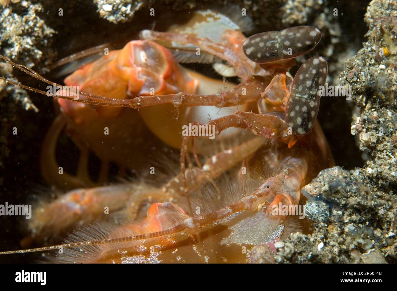 Tiger Mantis Shrimp, Lysiosquillina maculata, in hole, Nudi Falls dive ...