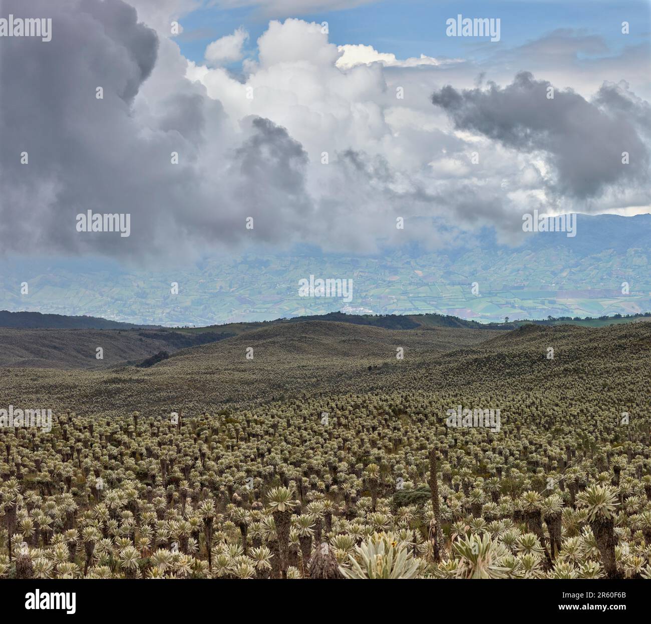 Ecuador paramo hi-res stock photography and images - Alamy