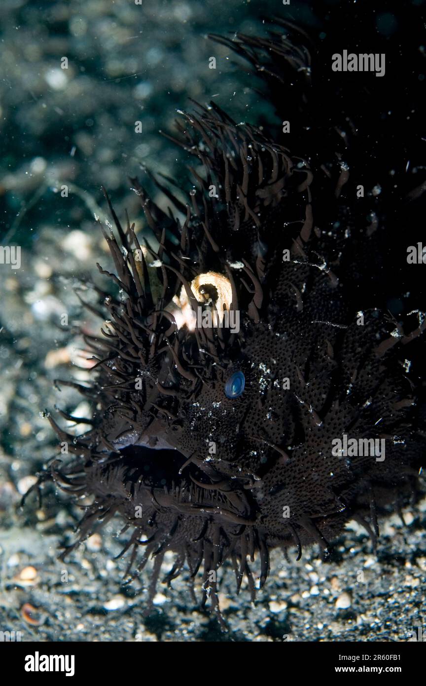 Striated Frogfish Black
