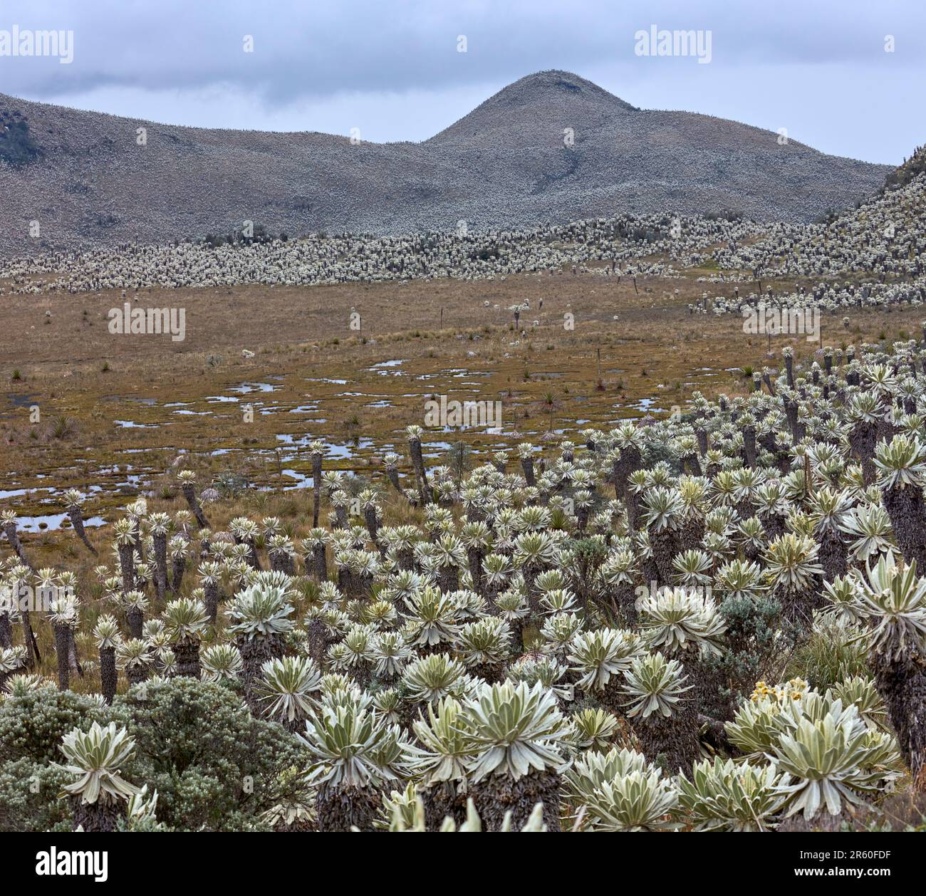 High altitude Paramo landscape with Frailejones plants Stock Photo - Alamy