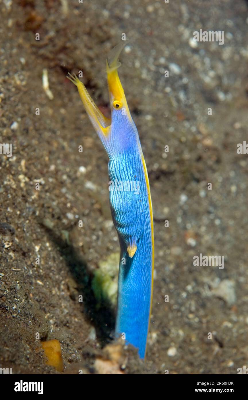 Male Blue Ribbon Eel, Rhinomuraena quaesita, in hole on sand, Police ...