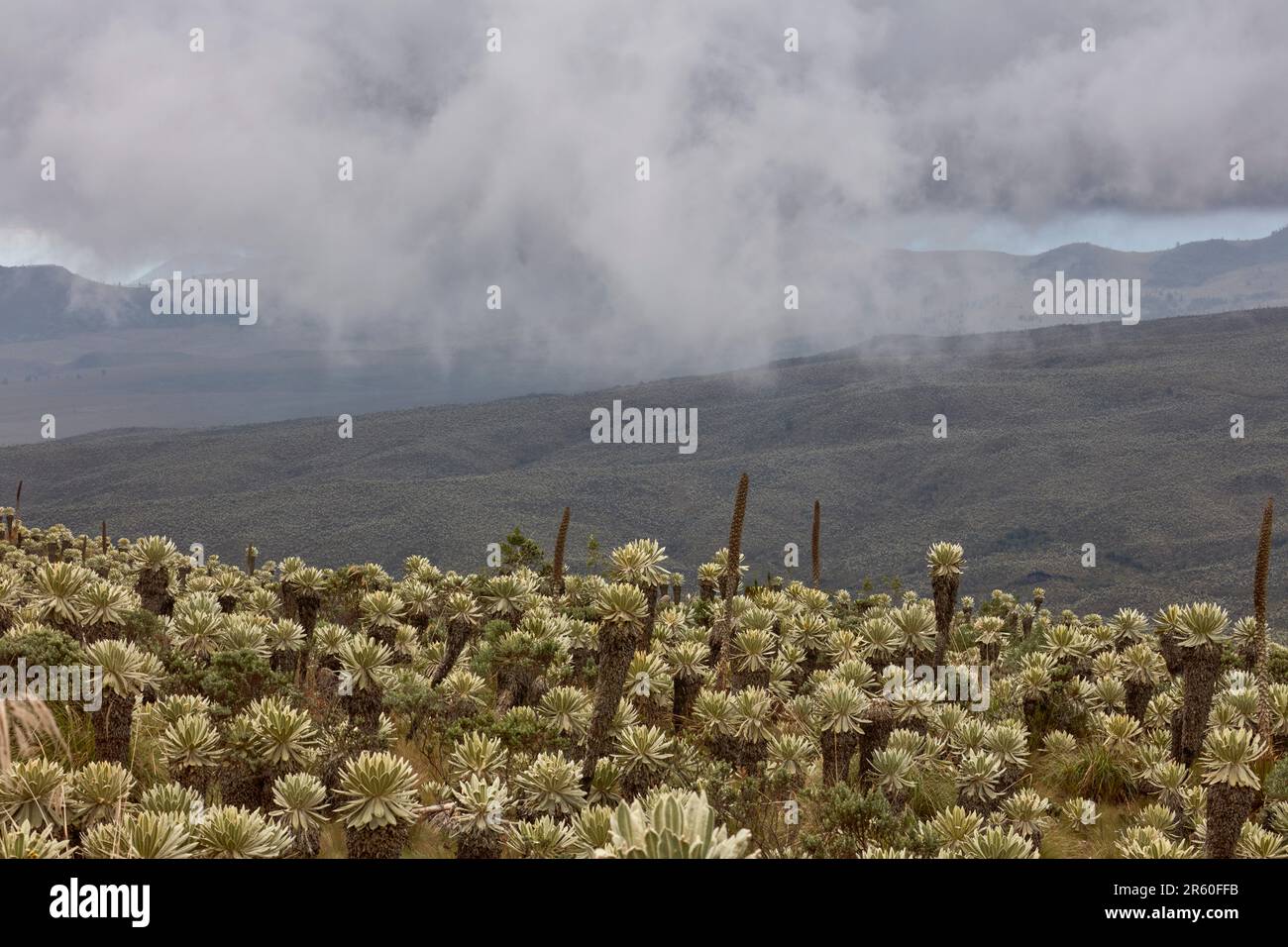 High altitude Paramo landscape with Frailejones plants Stock Photo - Alamy