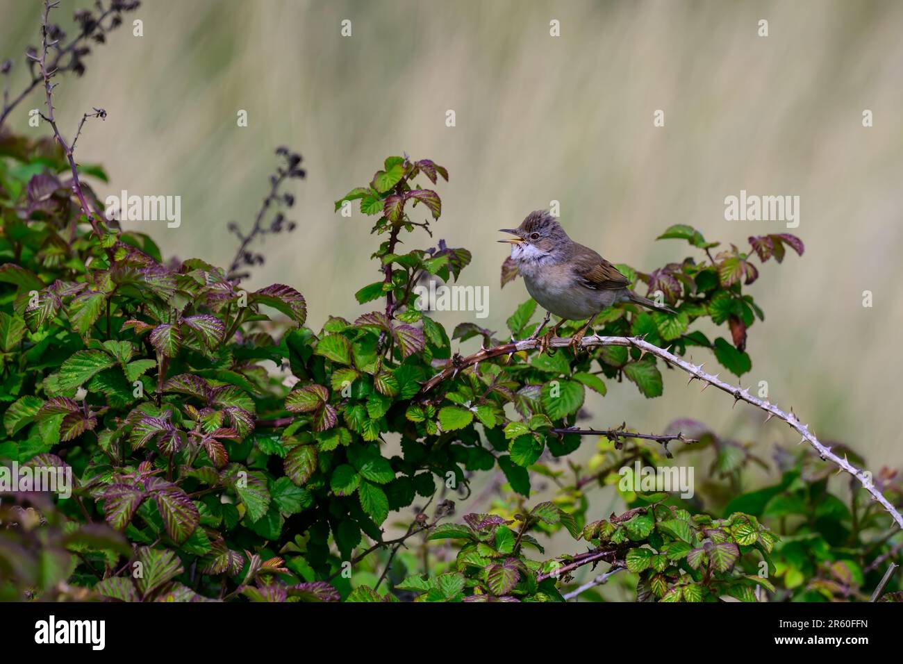 Whitethroat in brambles hi-res stock photography and images - Alamy
