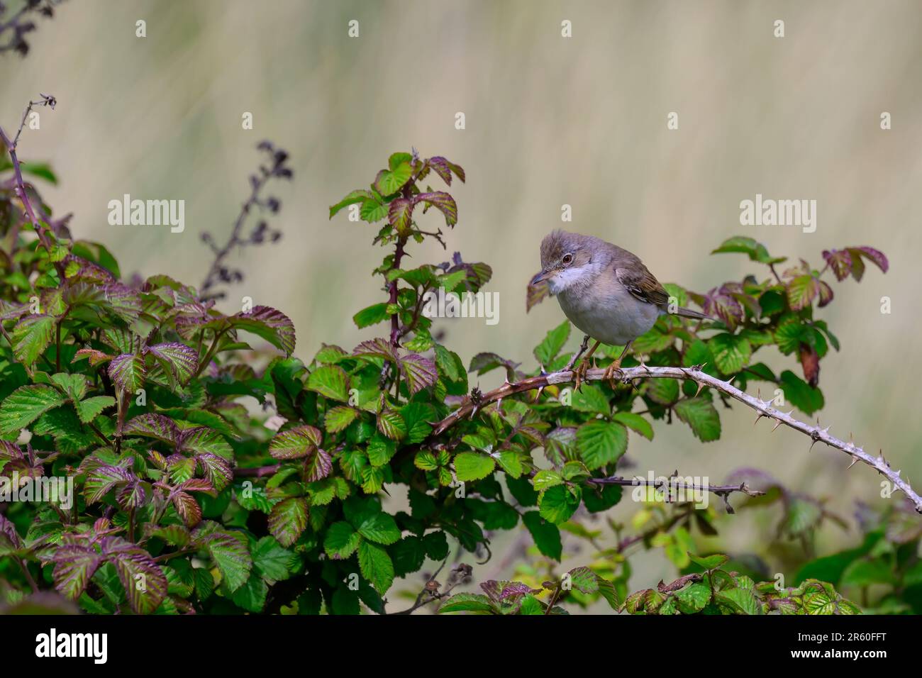 Whitethroat in brambles hi-res stock photography and images - Alamy