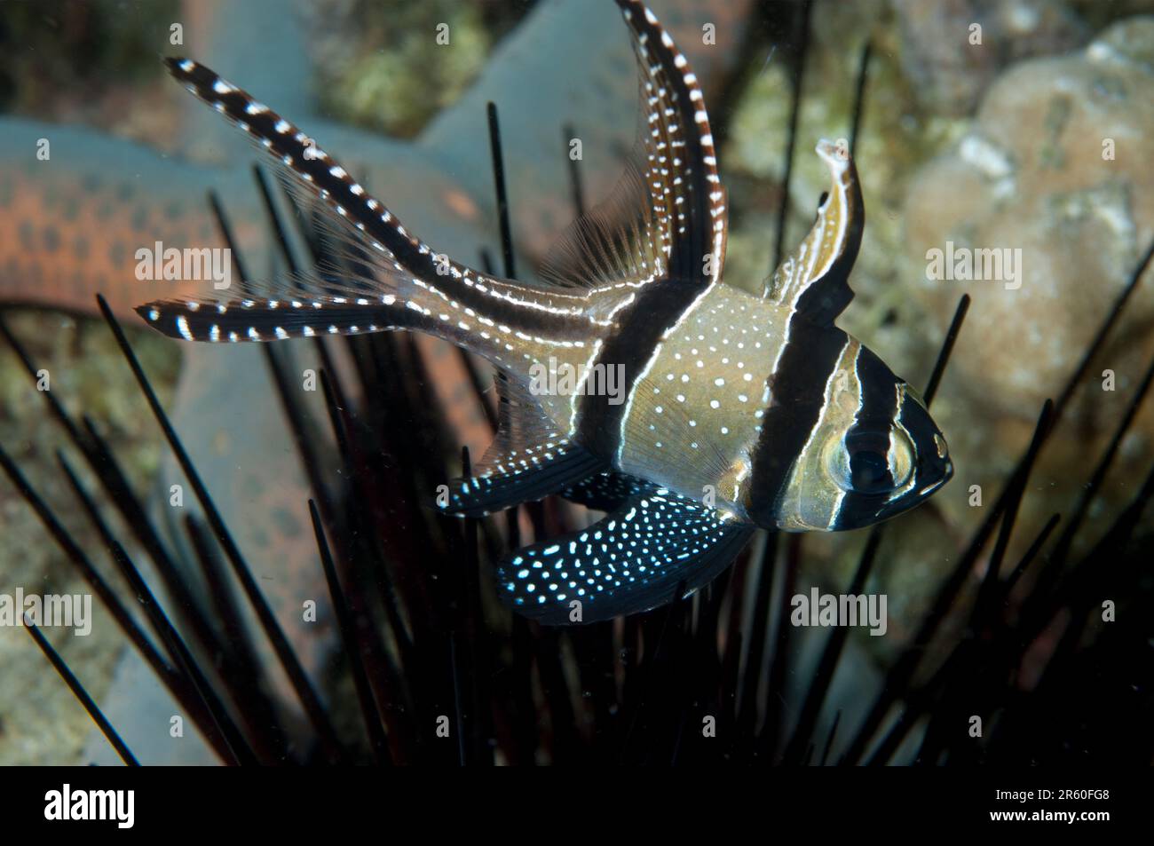 Banggai Cardinalfish, Pterapogon kauderni, with Black Longspine Sea ...