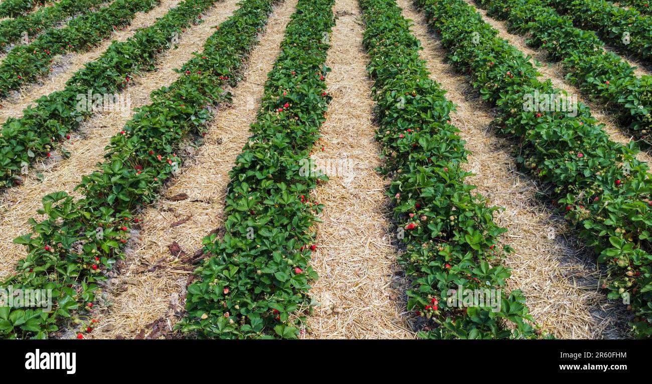 Strawberry field with plants before harvest 01 Stock Photo - Alamy